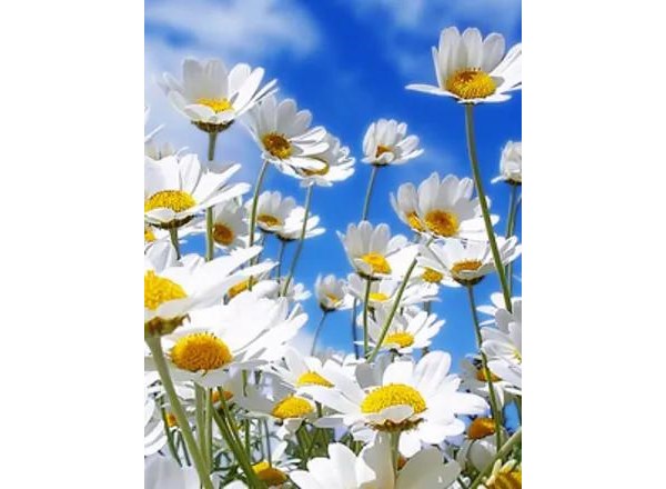 Joyce Marie Worrell Obituary (2026) - Roanoke, VA - Simpson Funeral ...