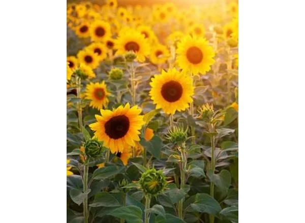 Thelma Helen Jutras Obituary (2024) - Windsor, CT - Carmon Windsor ...