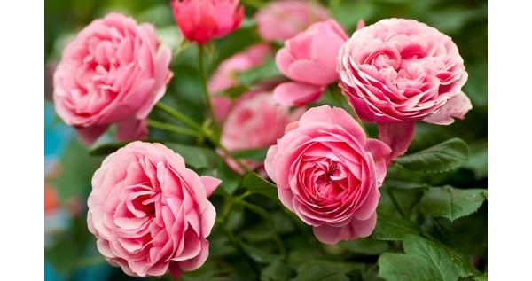 Dolly Grider Obituary (2025) - Linden, TX - Reeder-Davis Funeral Home ...