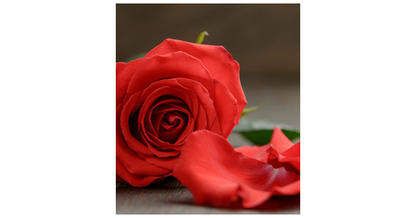 MaryJo Ann "Karpinen" Hietala Obituary (2026) - Boston Location in ...
