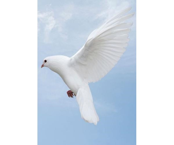 Robert Rathgeber Obituary (2025) - Fort Myers, FL