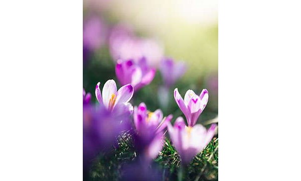 Susan Adelman Obituary (2023) - Jacksonville, FL - Eternity Funeral ...
