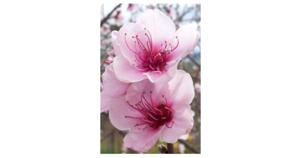 Cathy Darline Hayward Obituary (2025) - Columbus, GA - Progressive ...