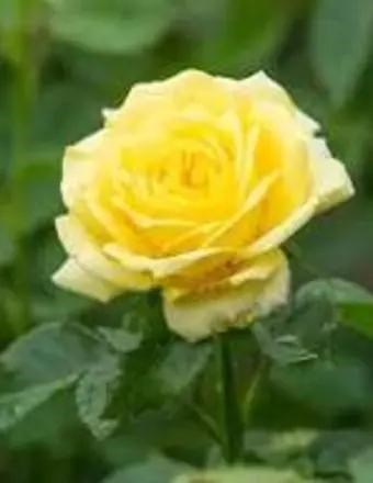 Norma Jean Shupp Obituary (2024) - Lyndhurst, OH - Murphy Funeral Home ...