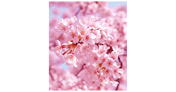 Janet Marie Smith Obituary (2025) - Weston, WV - Hardman Family Funeral ...