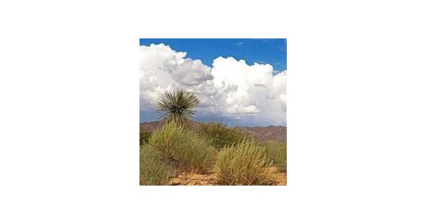 Mark Thompson Obituary (2025) - Willcox, AZ - Westlawn Chapel ...