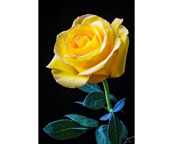 Linda E. Nickels Obituary (2024) - Marissa, IL - Heil-Schuessler ...