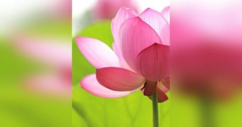 Nina T. Calabrese Obituary (2022) - Deer Park, NY - Mangano Family ...