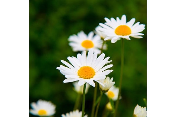 Ruby Motley Obituary (2023) - Greensboro, NC - Triad Cremation ...