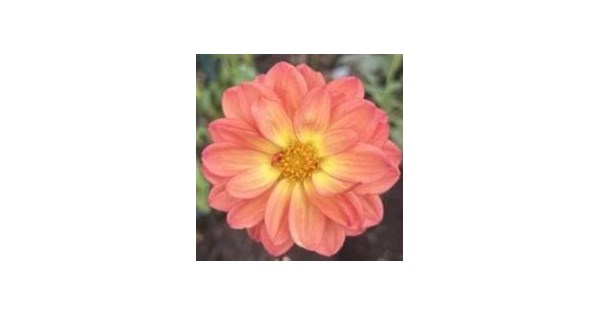 Terri A. Travis Obituary (2026) - East Wenatchee, WA - Heritage ...