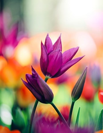 Rebecca Matlock Obituary (2026) - Easton, PA - Rupell Funeral Home, LLC