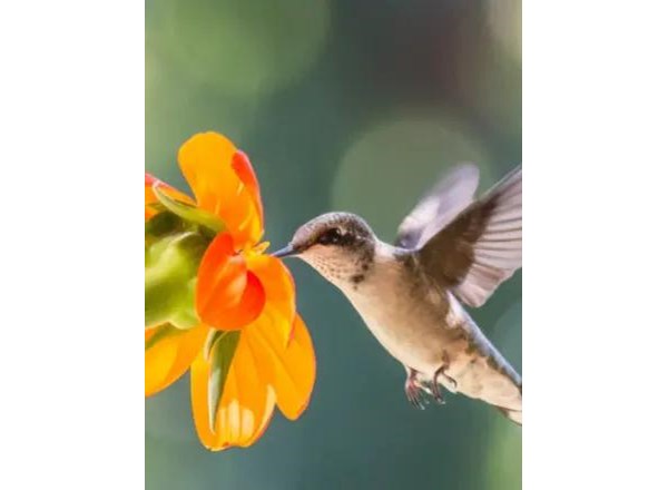Barbara Jean Ostrander Obituary (2025) - Sun City West, AZ - Camino Del ...