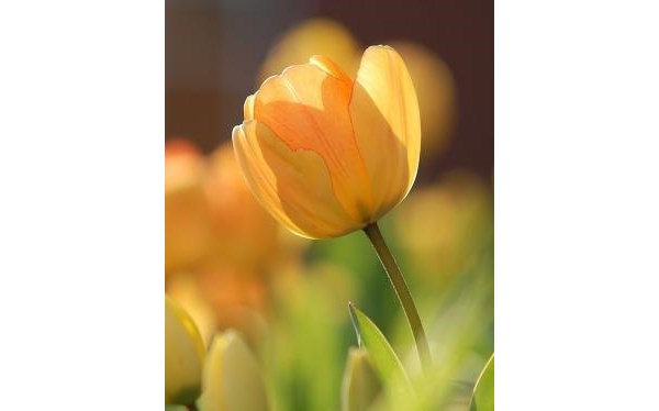 Linda Bennett Obituary (2025) - Vidalia, GA - Wilkes Funeral Home - Vidalia