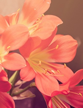 Estela Zuniga Pantoja Obituary (2026) - Bakersfield, CA - Basham ...