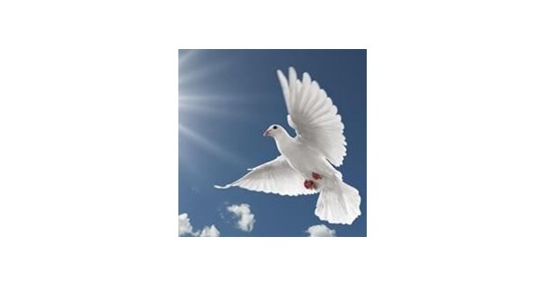 James Joseph Fedorchak Obituary (2024) - Leesburg, FL - Page-Theus ...