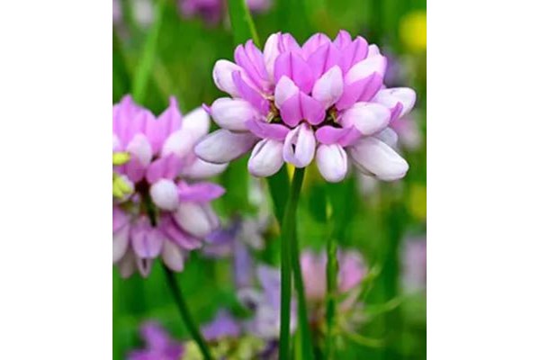 Antelope Valley Cremation Service