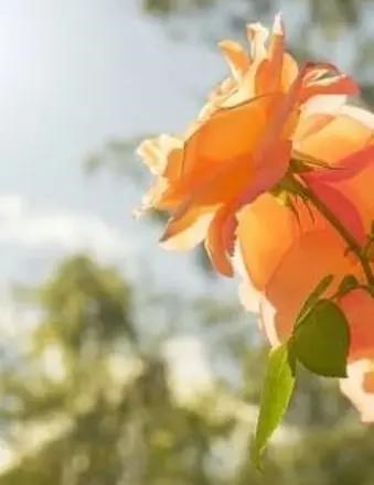 Gloria Harris Obituary (2025) - Rockville, MD - Going Home Cremation ...
