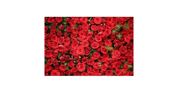 Kathleen Ann "Kathy" Bommarito Obituary (2025) - Camarillo, CA - Conejo ...