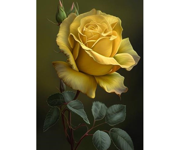 Judith Ann Burford Obituary (2025) - Cape Girardeau, MO - McCombs ...