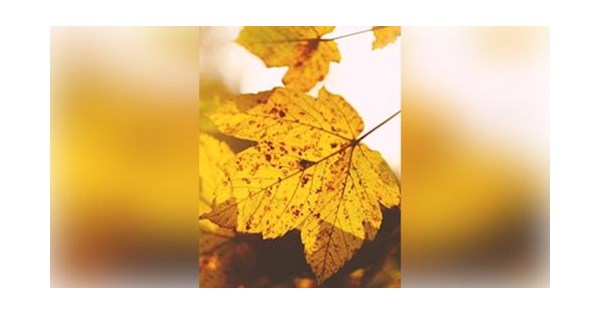Mr. Thomas Lloyd Forsyth Obituary (2023) - Dallas, GA - Benson Funeral ...