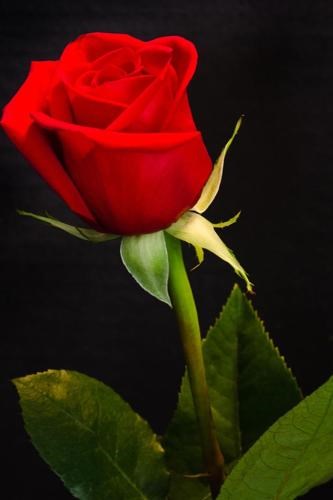 Jennifer Starr Booker Obituary (2025) - Decatur, GA - Gus Thornhill's ...