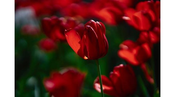 William Oliver Lockwood Obituary (1943 - 2026) - Taylor, MI - MLive.com