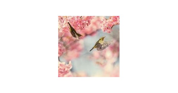 June Wheeler Obituary (2025) - Bridgeville, DE