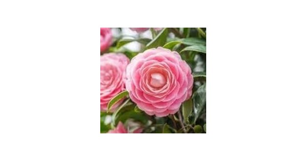 Carol A Hager Obituary (2024) - Hudson, FL - Grace Memorial Gardens and ...