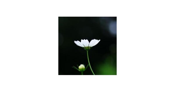 Peter John DiCocco Sr. Obituary (2025) - North Palm Beach, FL - Avatar ...