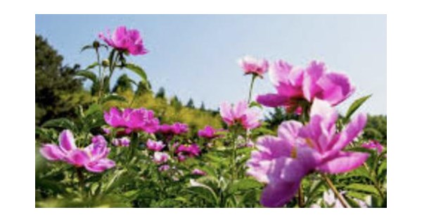 Diane Sutton Obituary (2025) - Chicago, IL - Johnson's Funeral Home ...