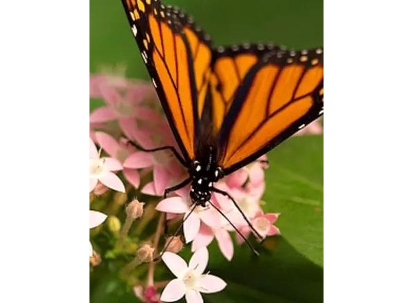 Phyllis D. Monahan Obituary (1937 - 2024) - St. Joseph, MO - KQ2
