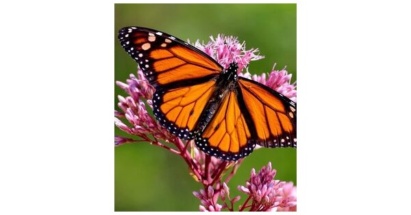 Roberta E. Harris Obituary (2025) - Bronx, NY - McCall's Bronxwood ...