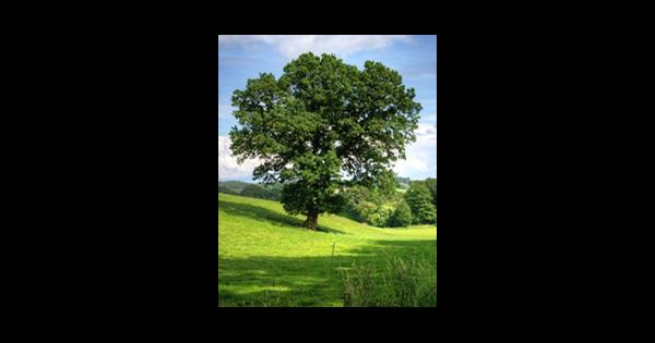 Allan Diamond Obituary (2023) - Florence, CO - Harwood Cremation and ...