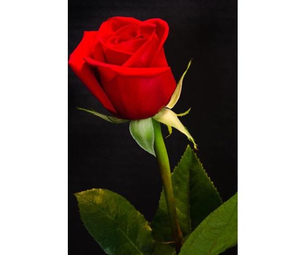 Barbara Jean Dallas Obituary (2025) - East Point, GA - Gus Thornhill's ...