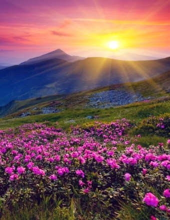Harriet Scott Obituary (2025) - Happy Valley, OR - Litwiller-Simonsen ...