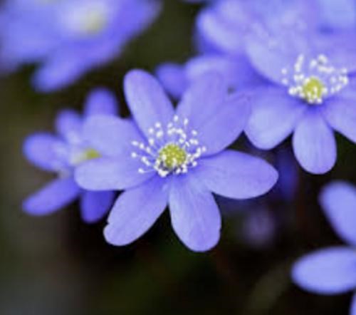 Vicki Banks Obituary and Online Memorial (2025)