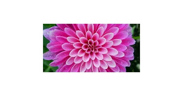 Tamara Sue Cobb Obituary (2023) - Indianapolis, IN - Cremation Society ...