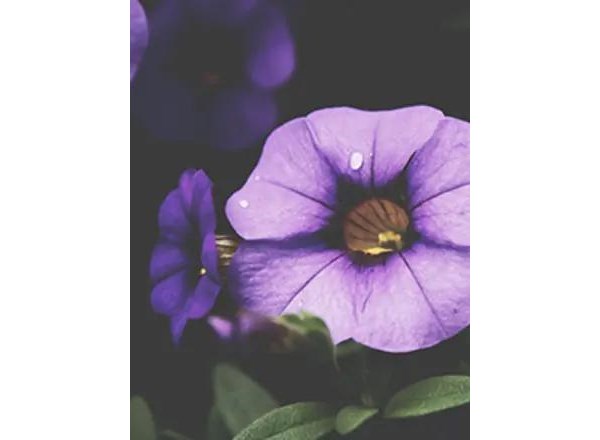 Candice Rose Stinson Obituary (2025) - New Port Richey, FL ...