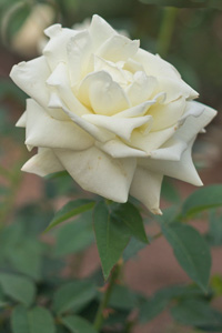 Linda Giddens Griner Obituary (2026) - Fitzgerald, GA - Paulk Funeral ...
