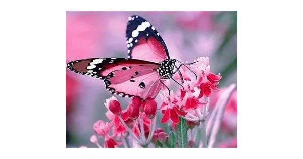 Joyce Carnes Burgess Obituary (2024) - Monroe, NC - Gordon Funeral ...