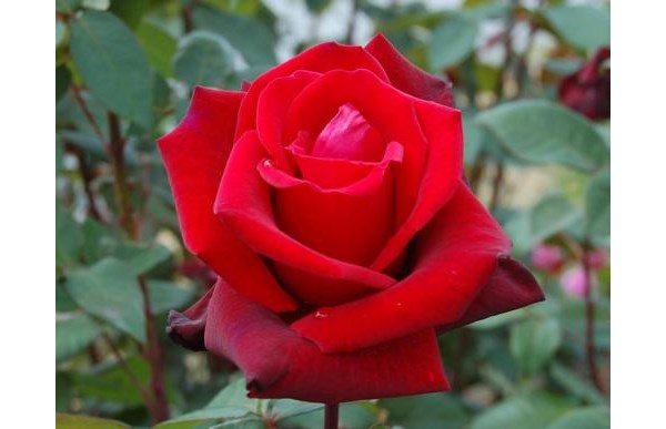 Betty Coker Obituary (2024) - Fountain Inn, SC - Fletcher Funeral ...