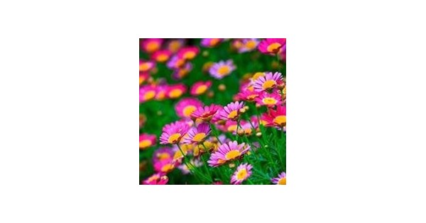 Amanda Iva Houghtaling Obituary (2025) - Roswell, NM - Anderson-Bethany ...