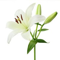Sheila Ann Brown Obituary (2025) - Dalton, GA - Ponders Funeral Homes ...
