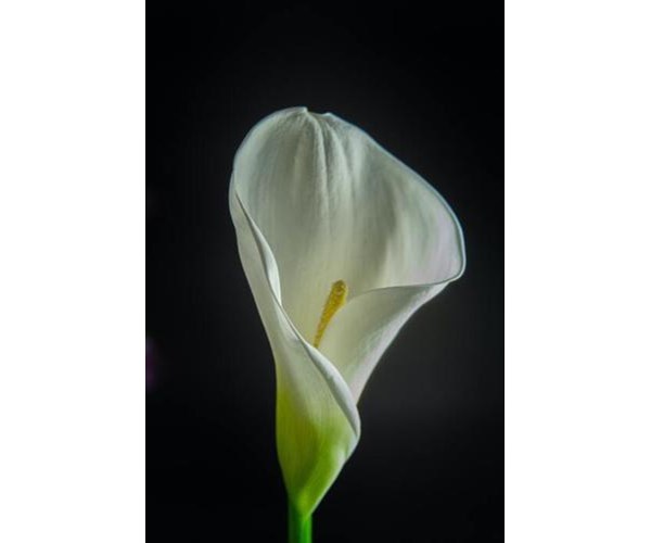 Carol Ann McCullough-Cunha Obituary (2024) - Arcata, CA - Paul's Chapel ...