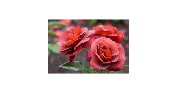 Judith Gosselin Obituary (2026) - Easthampton, MA - Mitchell Funeral ...