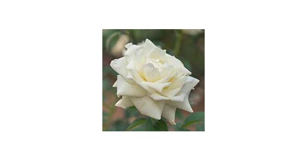 Thomas Fairbrother Jr. Obituary (2025) - Laconia, NH - Wilkinson-Beane ...