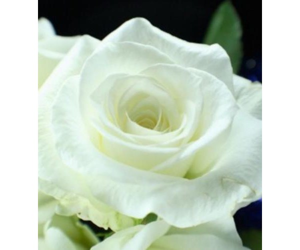 Carol Lynne O. Shotton Obituary (2022) - Suffolk, VA - R.W. Baker & Co ...