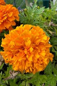 James Lamont Pringle Obituary (2026) - Redford, MI - Fisher Funeral ...
