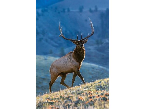 James Steven Basey Jr. Obituary (2024) - Albany, OR - AAsum-Dufour ...