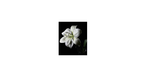Pamela M. "Pam" Grady Obituary (2026) - Lewisburg, PA - Hollenbeck ...